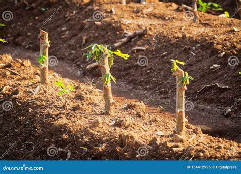 Cassava Plantation Royalty Free Stock Image 41519512