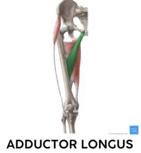 File Adductor Longus Muscle  Physiopedia