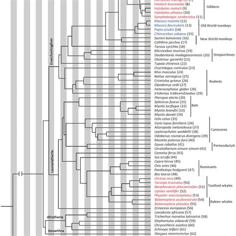 Phylogenetic Tree Of The Species Investigated In This Study The Major Download Scientific
