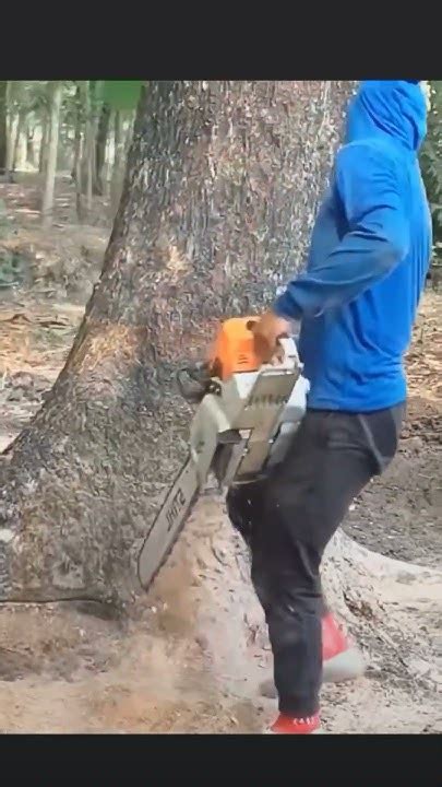 Shorts Shortsfeed Chainsawman Chainsaw Treecutting Technique Treeshorts Wood