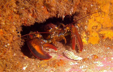 GUIDED SHORE DIVE AT FORT WETHERILL SUNDAY 9 24 8AM Giant Stride Dive Shop