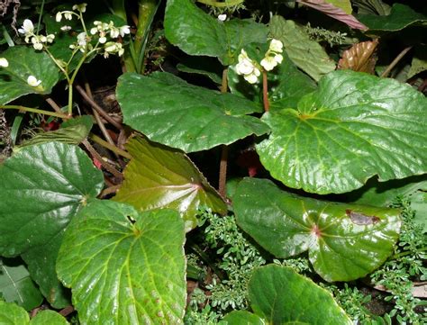 Begonia Mindorensis Begoniaceae Begonia Mindorensis Begoniaceae