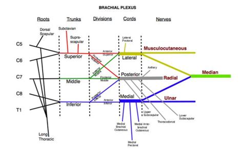 Anatomy Brachial Plexus Diagram Quizlet Anatomy Brachial Plexus Diagram Quizlet