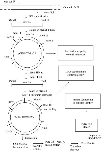 Pgem T Vector Sequence