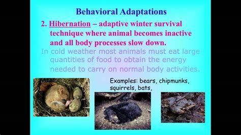 Adaptation Examples