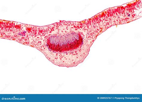 Plant Tissues Under The Microscope In The Laboratory Stock Image Image Of Textile Tube