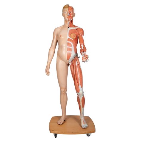 Anatomical Model Life Size Dual Sex Human Figure 39 Part
