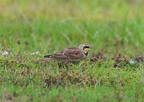 Horned Lark In The Grass Photograph By Marlin And Laura Hum Fine Art