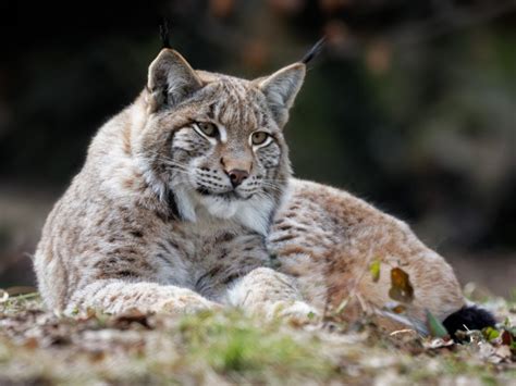 Рысь темная 60 фото красивые фото и картинки Pofotoclub