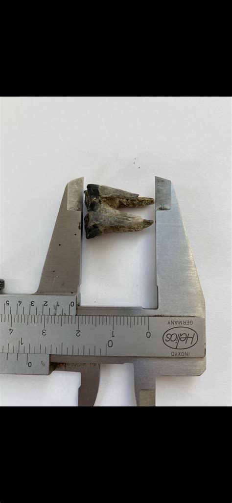 Fossilized Tooth R Fossilid