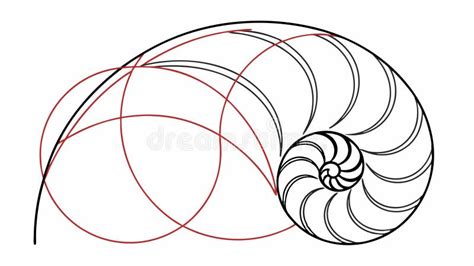 Nautilus Shell Spiral Nature S Geometry Fibonacci Golden Ratio Vector Design Generative Ai
