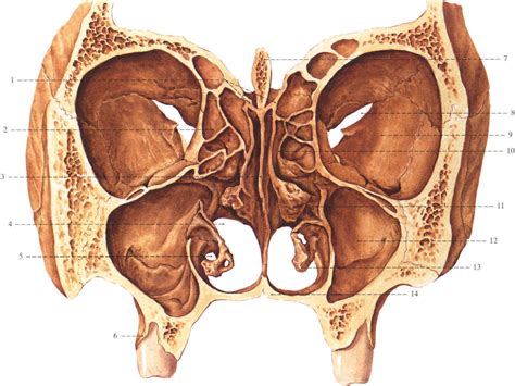 颅冠状切面 前面观 系统解剖学图谱