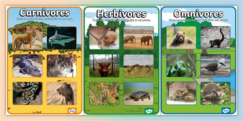 Carnivore Herbivore And Omnivore Photo Display Posters