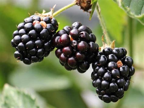 Do Blackberry Bushes Have Thorns All You Need To Know
