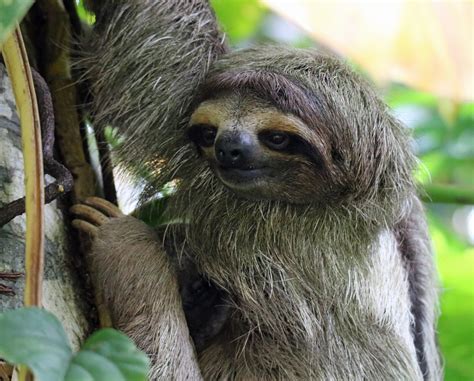 Live Like A Sloth Retired In Costa Rica