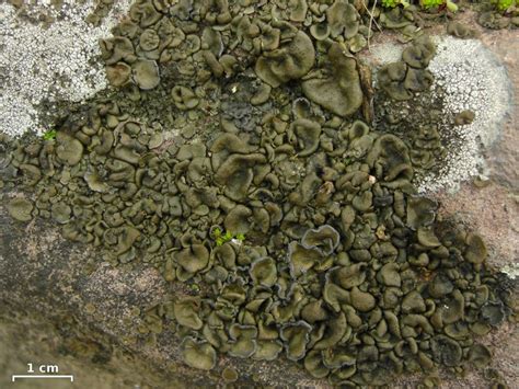 Ways Of Enlichenment Lichens Of North America