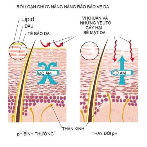 Độ PH Của Da Những điều Bạn Nên Biết