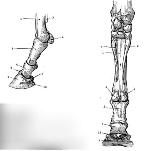 Equine Metacarpus And Digit Diagram Quizlet