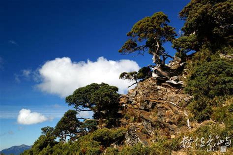 合歡東峰頂玉山圓柏 FancyLin 數位島嶼
