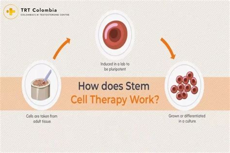 How Does Stem Cell Therapy Work Benefits And Timeline