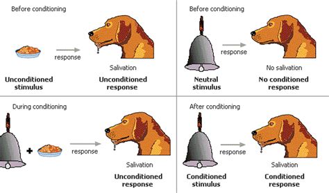 Classical Conditioning Vigglegiggle