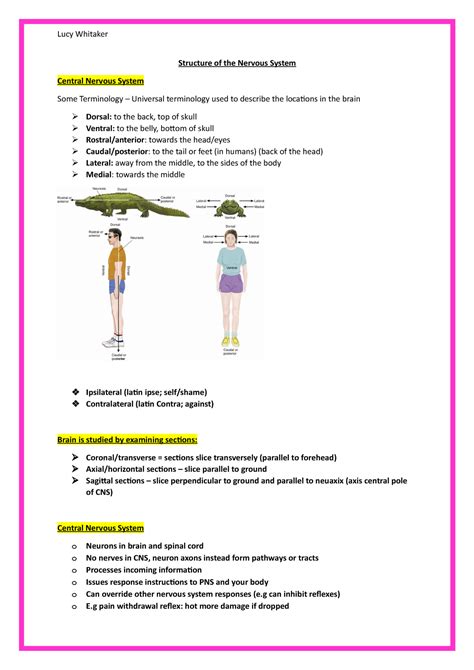 Structure Of The Nervous System Structure Of The Nervous System Central Nervous System Some