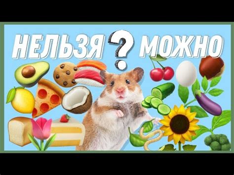 Чем можно кормить хомяков в домашних условиях