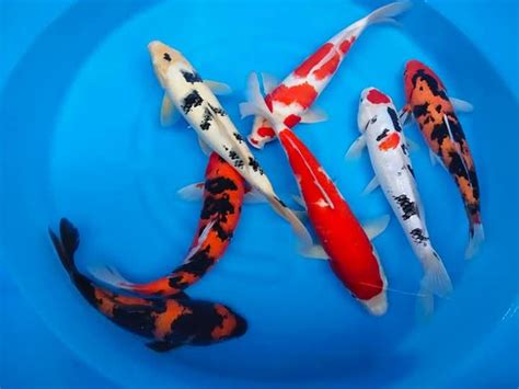 ปลาคาร์ฟหลากหลายสี Ennxo