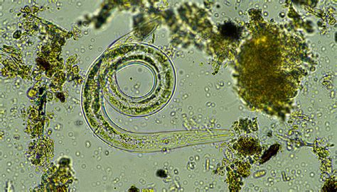 Comunidades De Microbios Tienen Más Emisiones De Carbono Mimusmx