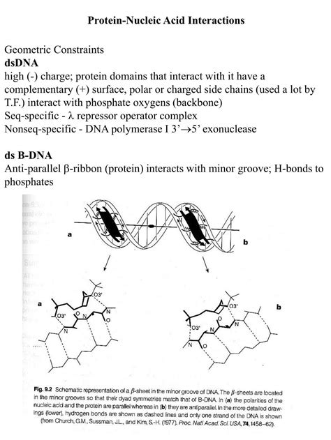 Ppt Protein Nucleic Acid Interactions Forces Geometric Constraints
