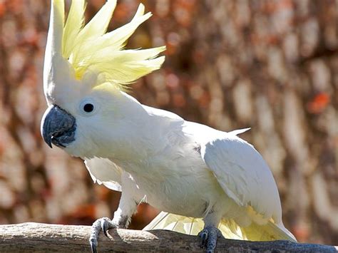 Musical Cockatoos Science News Naked Scientists