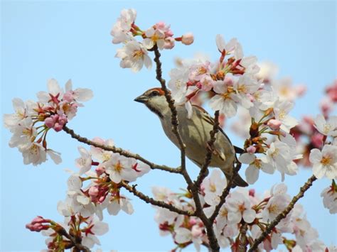 花鳥風月の語源や意味は使い方や例文や英語表現を考えてみた 言葉の意味と季節の歳時記