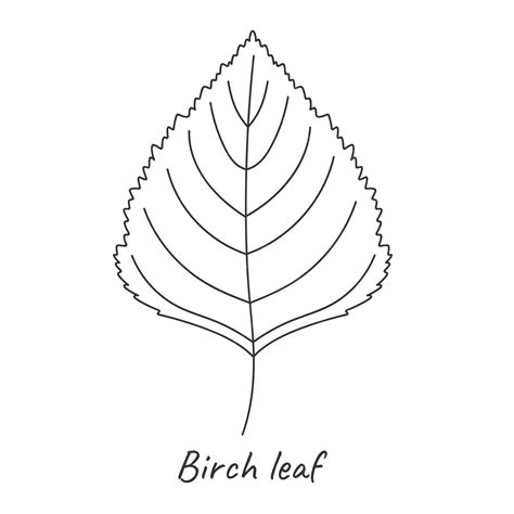 Premium Vector Birch Leaf Outline Vector Illustration