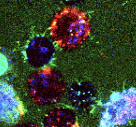 Nanotubes [image] Eurekalert Science News Releases