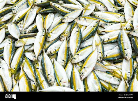 Traditional Fish Market In Mutrah Oman Several Types Of Fish For Sale