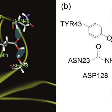 Schematics Of The Bonding Structures Of Streptavidin Biotin Complex Download Scientific Diagram