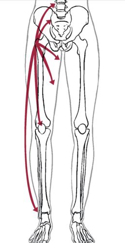 DD Chapter 17 Lower Quadrant Buttock Hip Groin Thigh And Leg Flashcards Quizlet