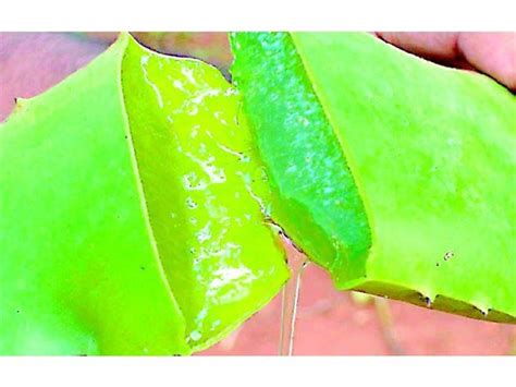 Опасни стайни растения Български Фермер