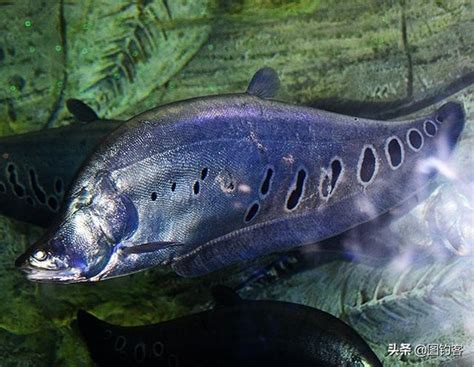 熱帶淡水觀賞魚三大產區及魚類介紹 每日頭條
