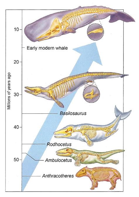 Image From Sites Default Files Biol011 Fig 8 1 Transitional