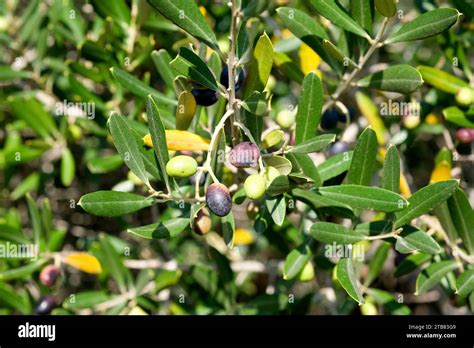 Wild Olive Olea Europaea Sylvestris Or Olea Europaea Oleaster Is A