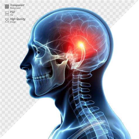 Premium Psd Side Profile Xray Showing Human Brain Illuminated