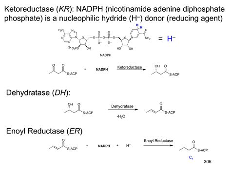 Fatty Acid Metabolismoxidation Catabolismppt
