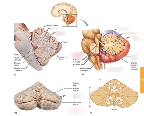 Flocculonodular Lobe Diagram