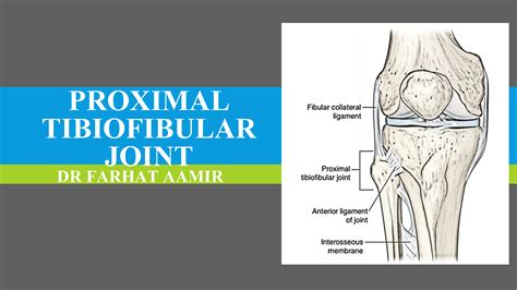 Solution Proximal Tibiofibular Joint Studypool