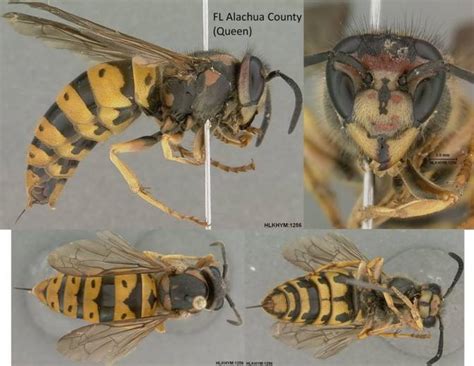Vespula Maculifrons Specimen Images