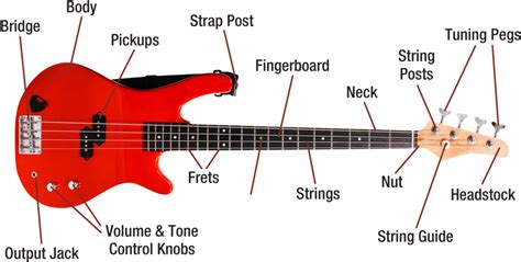 Congratulations The Png Image Has Been Downloaded Bassguitar Diagram