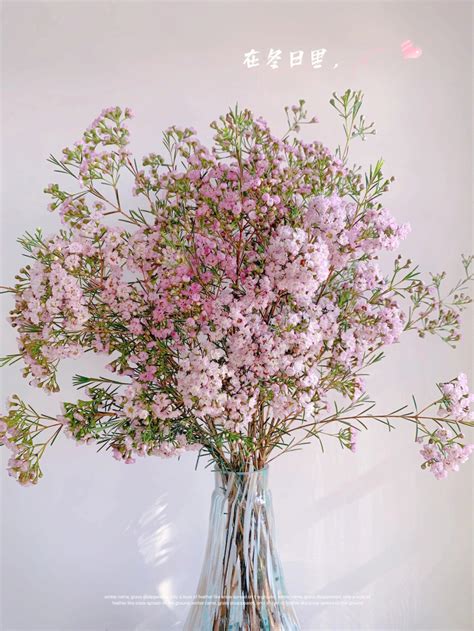 粉腊梅 腊梅和梅花 大山谷图库