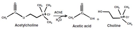 Development Of An Acetylcholinesterase Biochemical Assay Using The