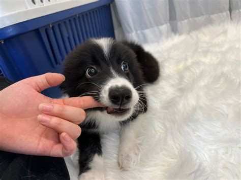 싸개싸개 무료강아지분양사이트